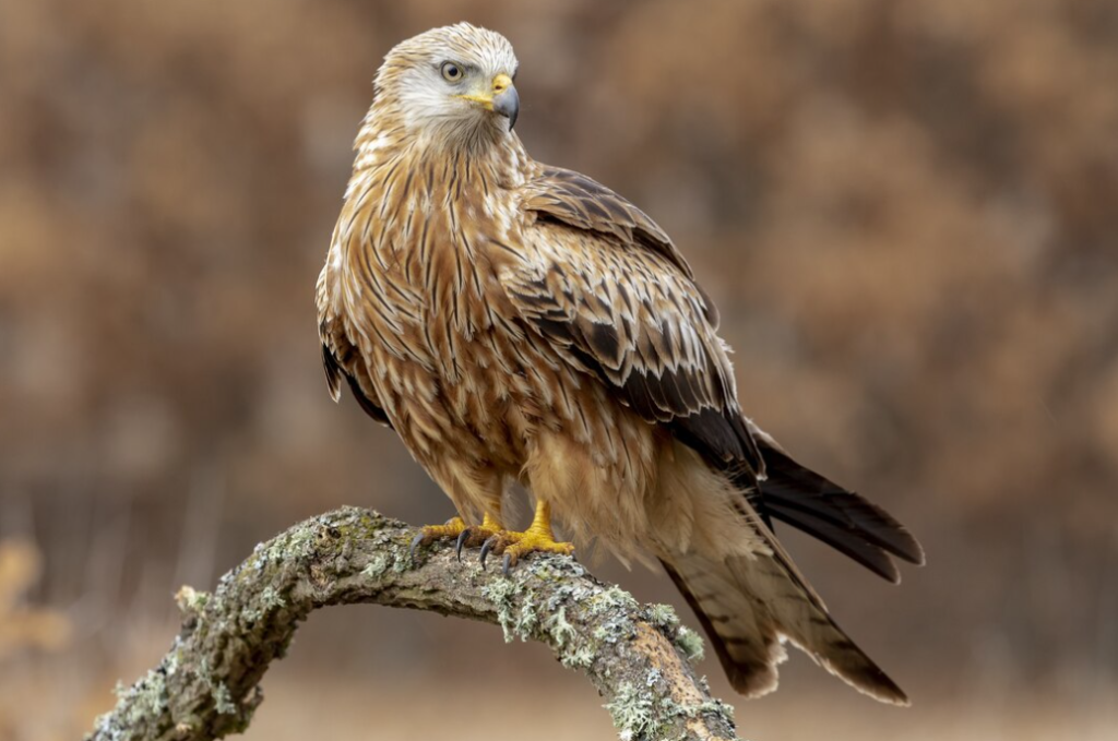 Eagle Tracker: A Closer Look