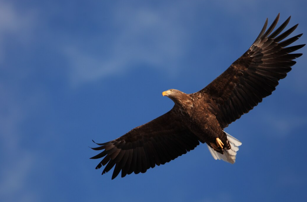 Eagle Tracker: A Closer Look