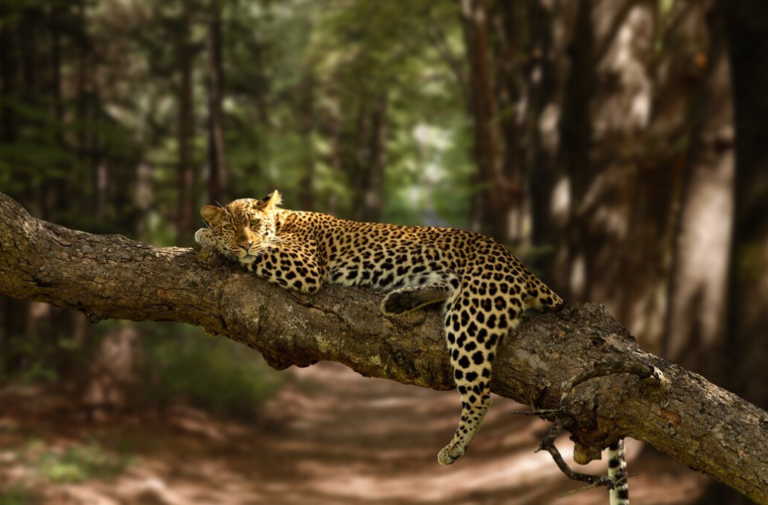 Radio Collars for Wildlife: An Overview