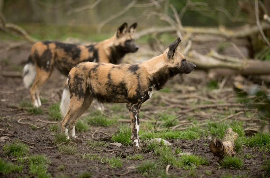 Radio Collars for Wildlife: An Overview