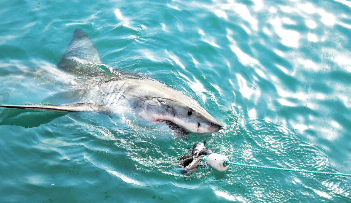 Shark Tracking Devices: An Overview