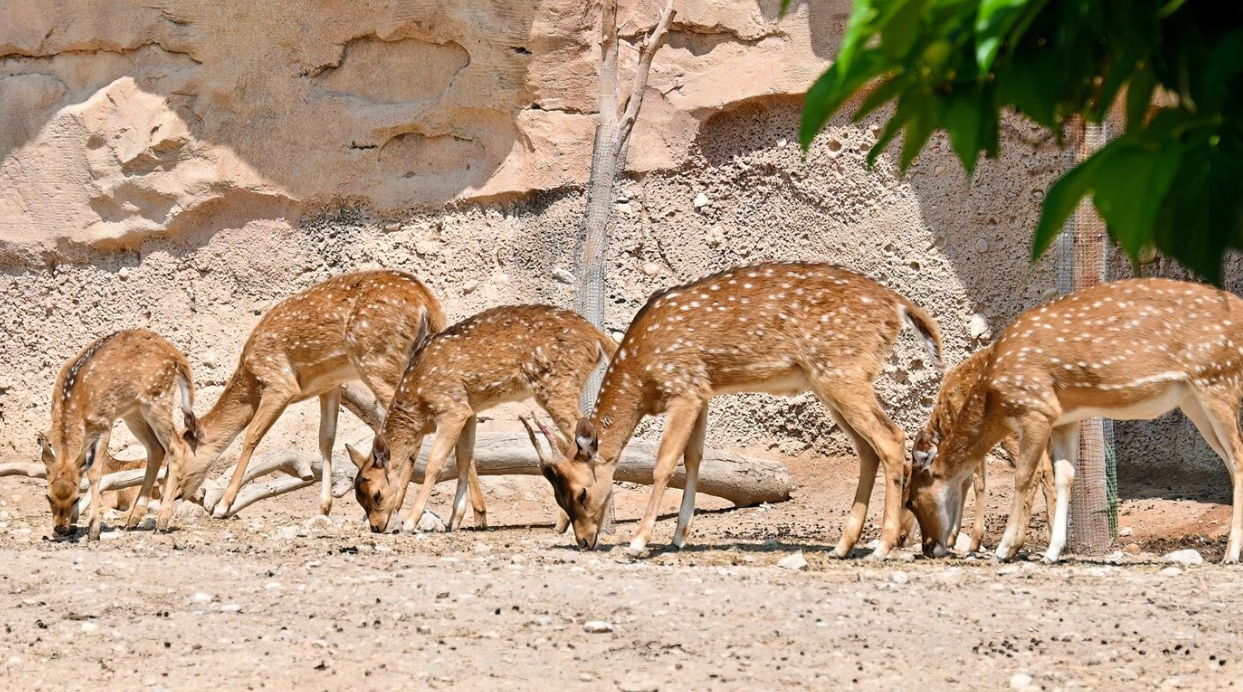 What is Wildlife Tourism: A Comprehensive Guide