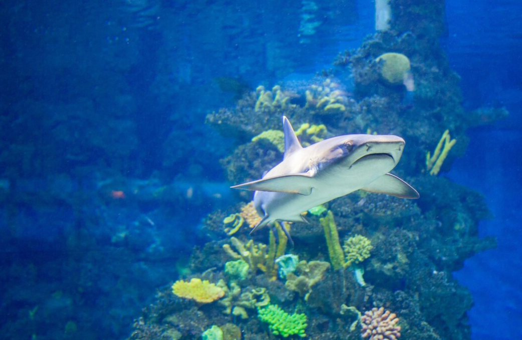 Shark Tracking Devices: An Overview